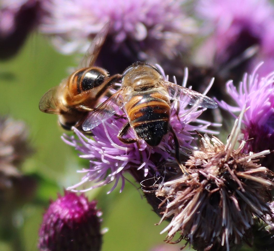 INSECTS – Creation Photography